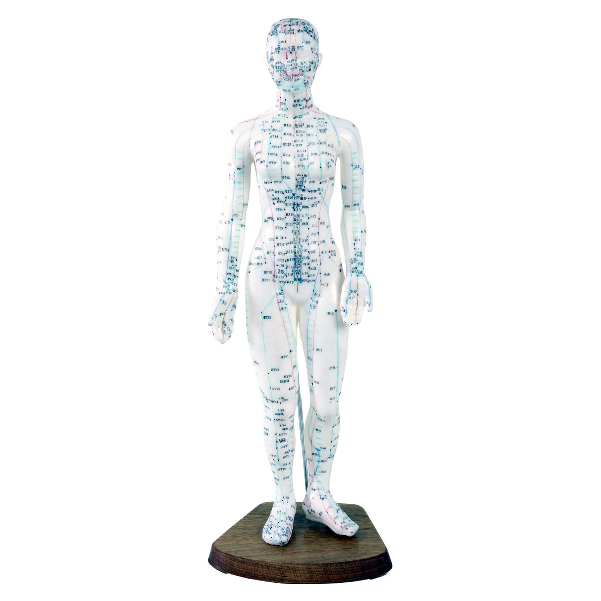 Akupunktur-model: Kvinde (48 cm) – WendyCo